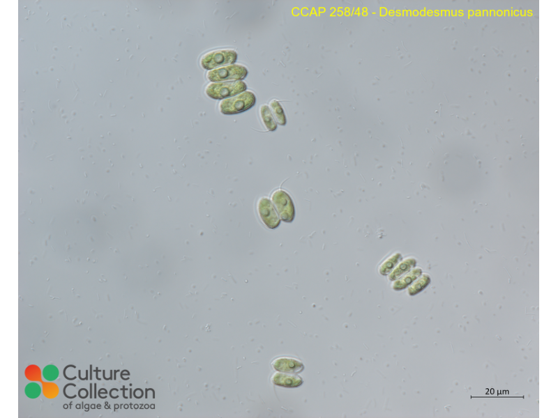 Desmodesmus pannonicus