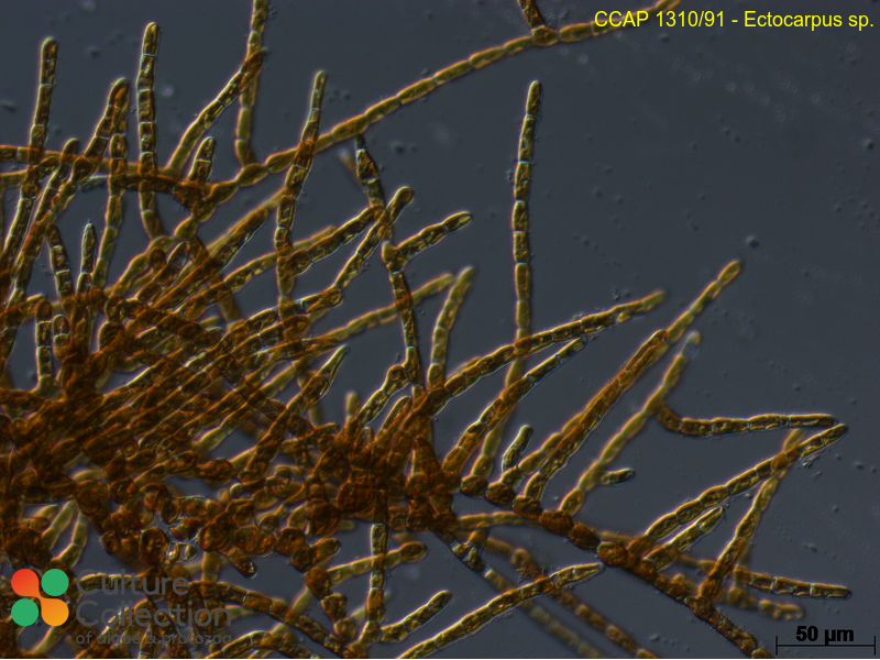 Ectocarpus sp.