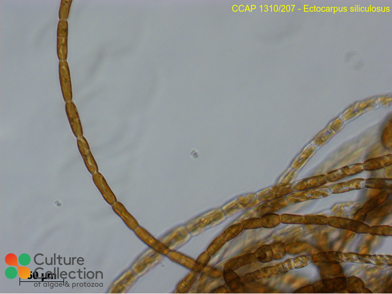 Ectocarpus siliculosus