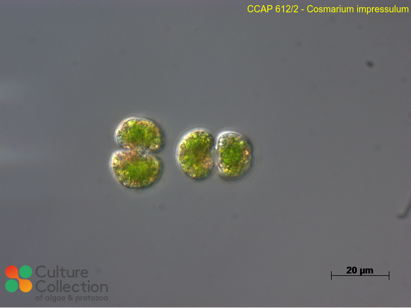 Cosmarium impressulum