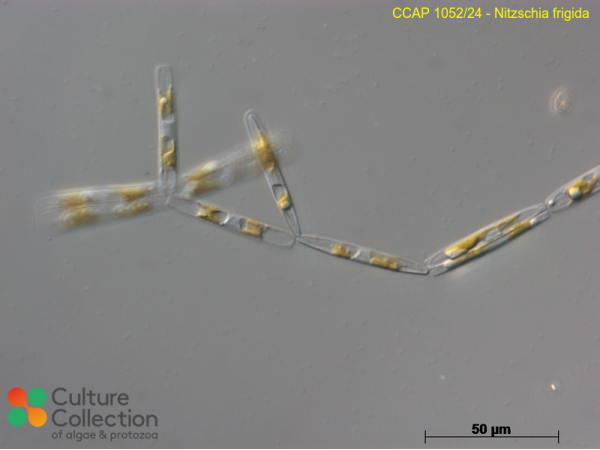 Nitzschia frigida