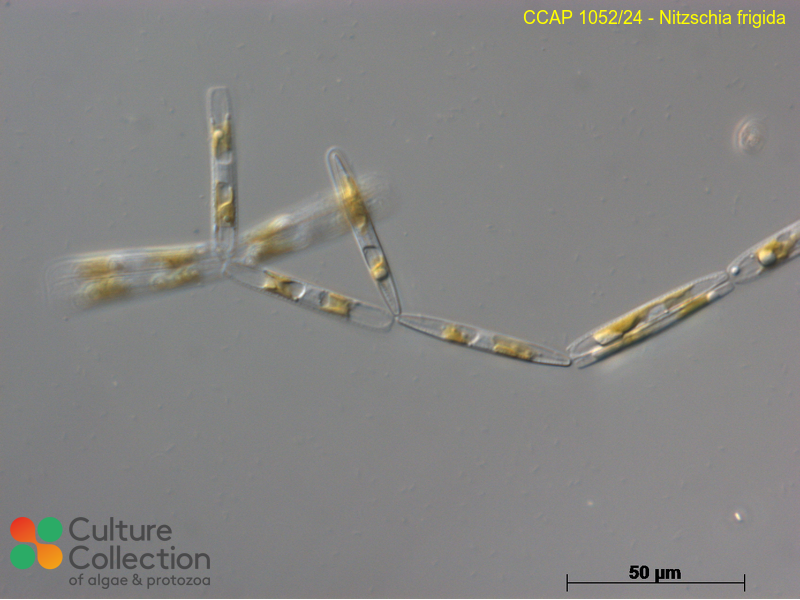 Nitzschia frigida
