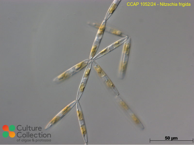 Nitzschia frigida
