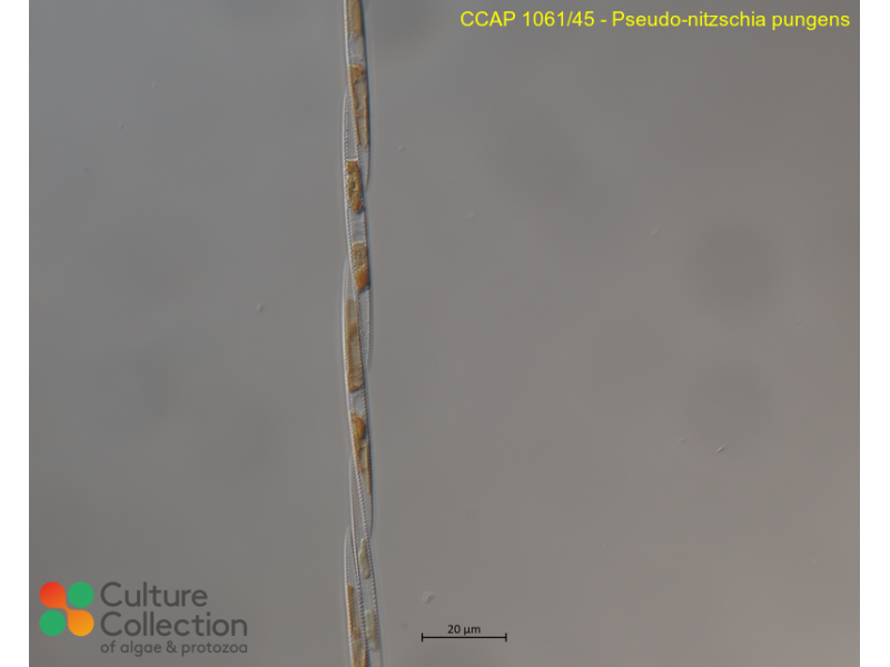Pseudo-nitzschia pungens