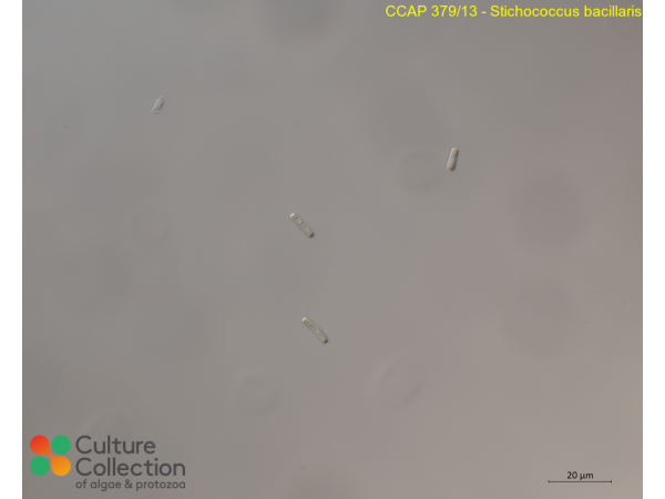 Stichococcus bacillaris