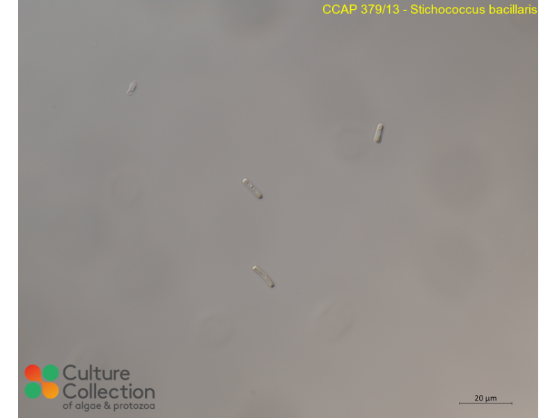 Stichococcus bacillaris