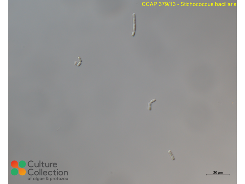 Stichococcus bacillaris