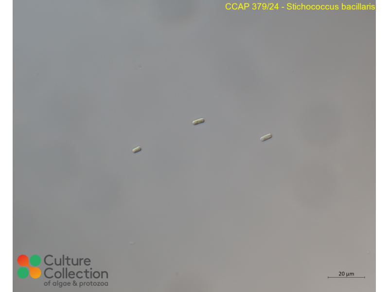 Stichococcus bacillaris