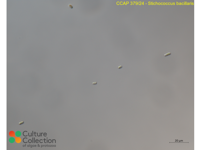 Stichococcus bacillaris