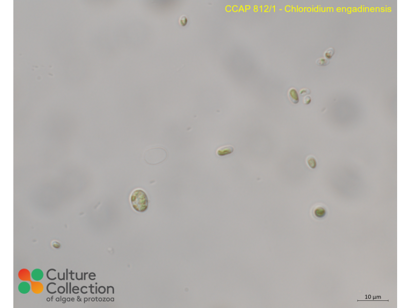 Chloroidium engadinensis