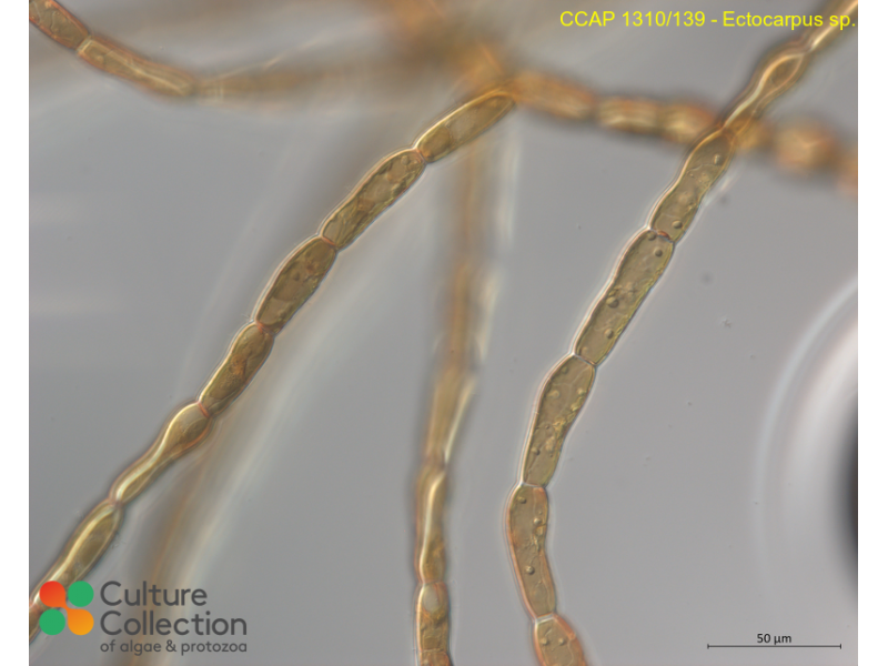 Ectocarpus sp.
