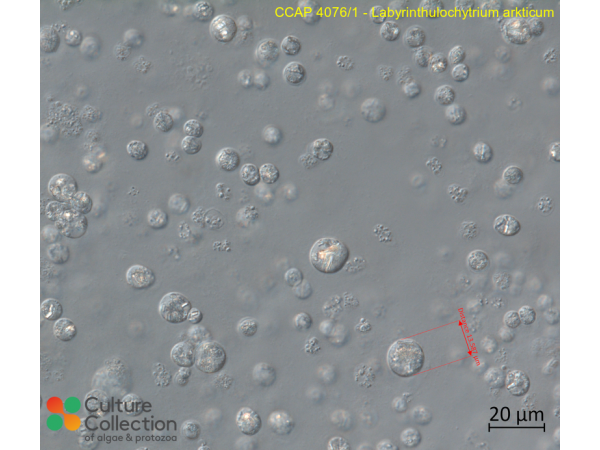 Labyrinthulochytrium arkticum