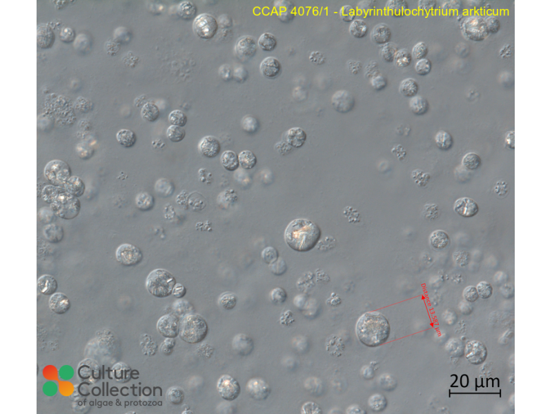 Labyrinthulochytrium arkticum