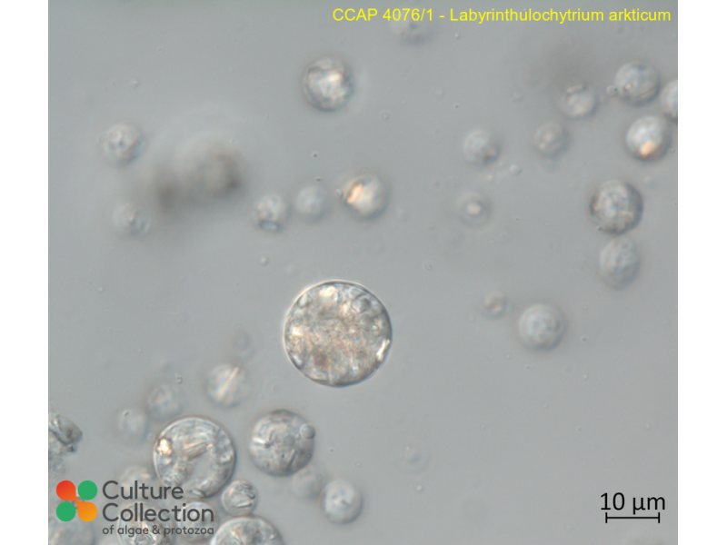 Labyrinthulochytrium arkticum