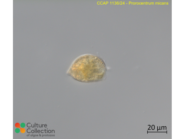Prorocentrum micans