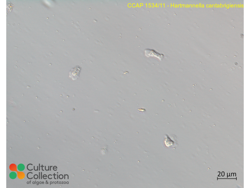Hartmannella cantabrigiensis