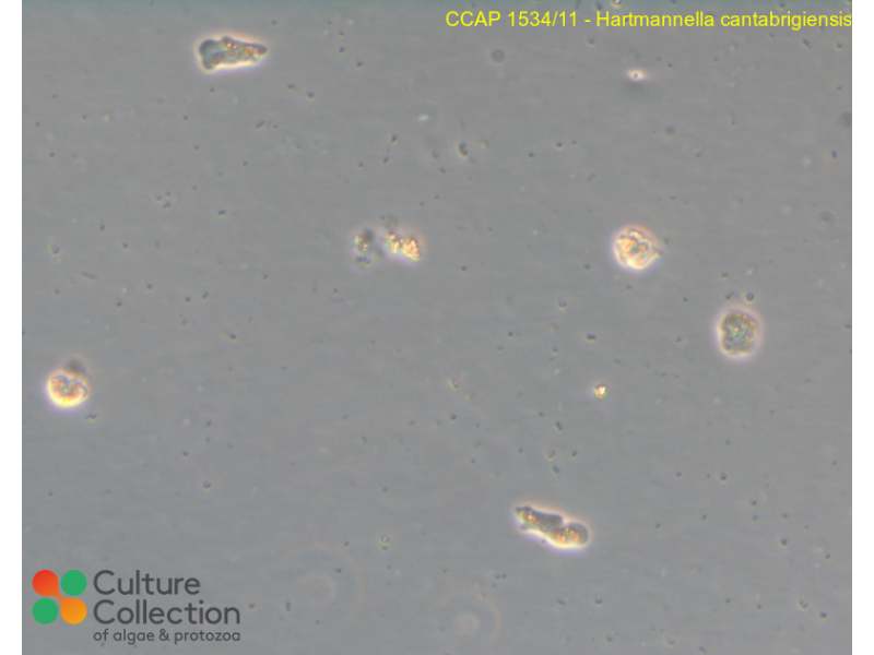 Hartmannella cantabrigiensis