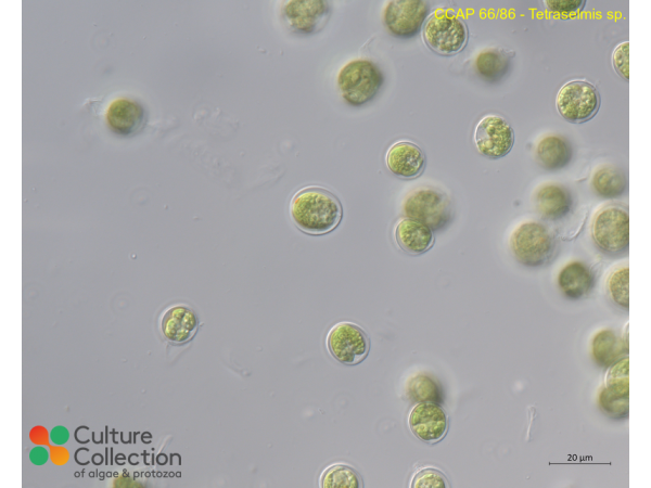 Tetraselmis sp.