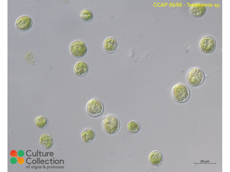 Tetraselmis sp.