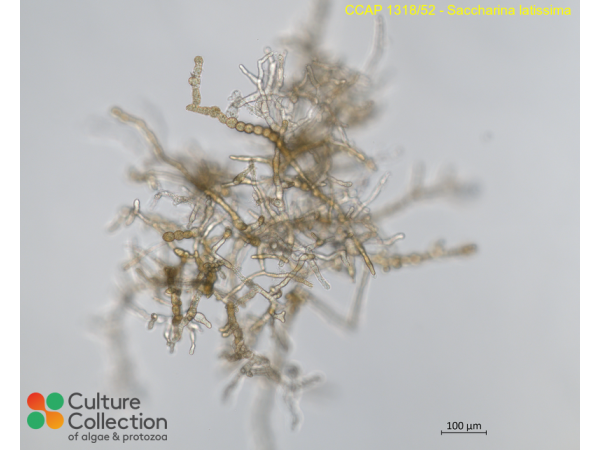 Saccharina latissima