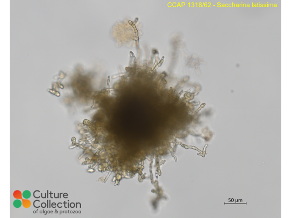 Saccharina latissima