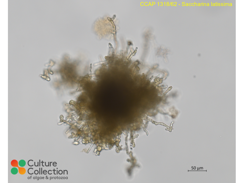 Saccharina latissima