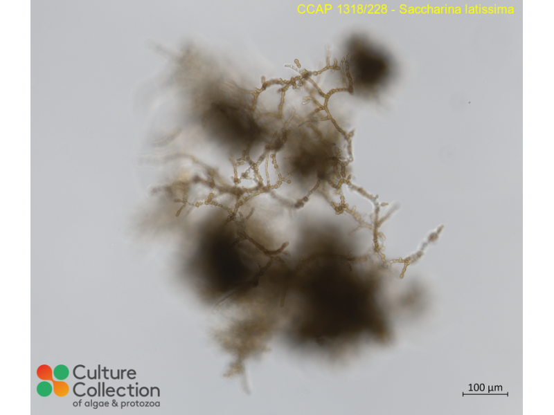 Saccharina latissima