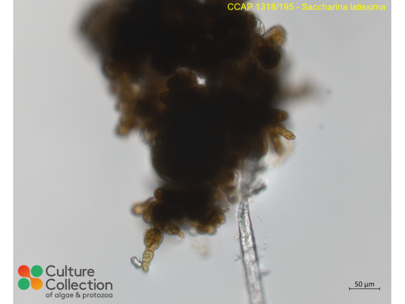 Saccharina latissima