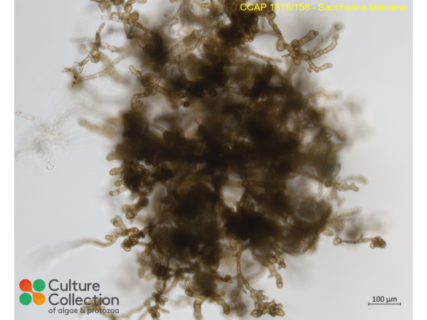 Saccharina latissima