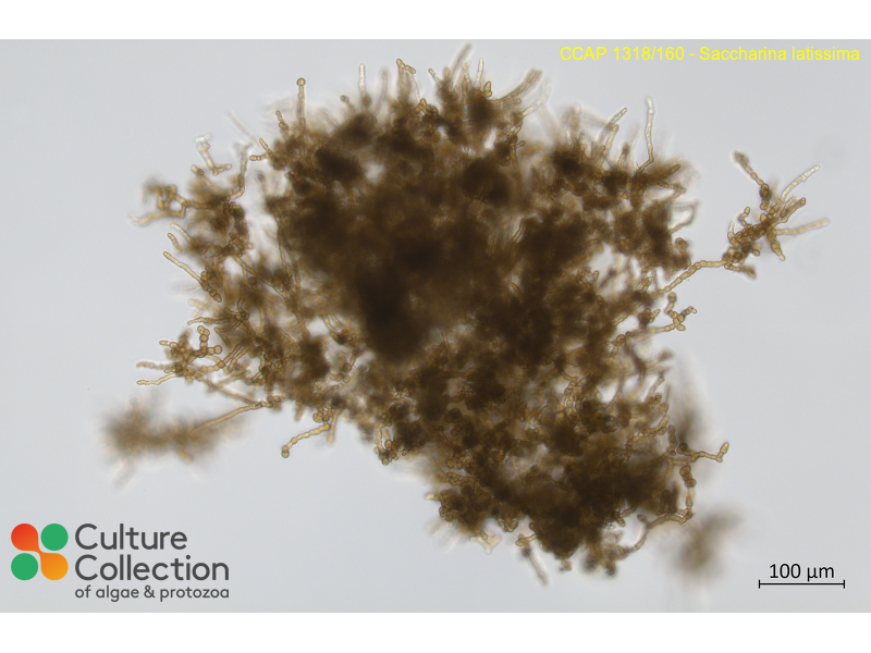 Saccharina latissima