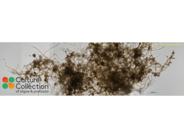 Saccharina latissima