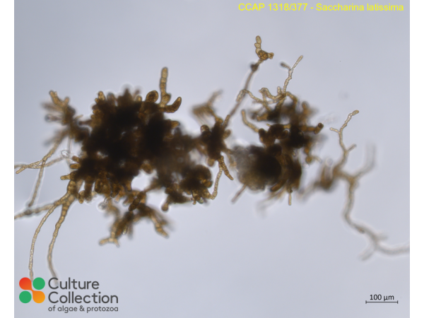 Saccharina latissima