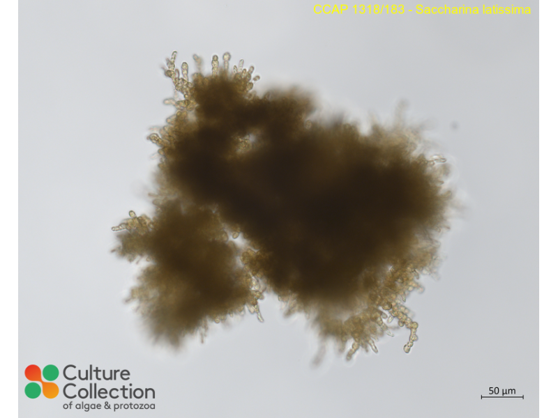 Saccharina latissima