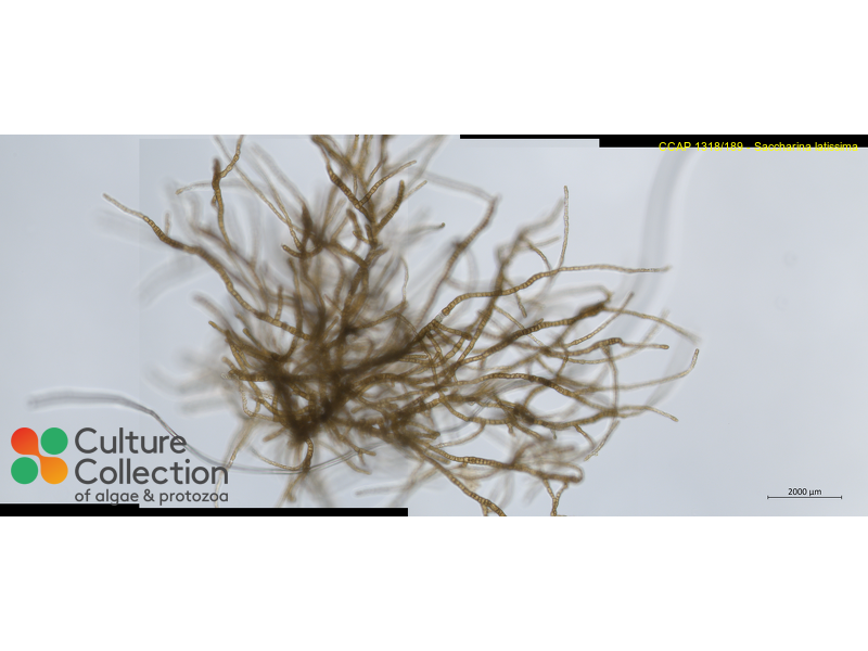 Saccharina latissima