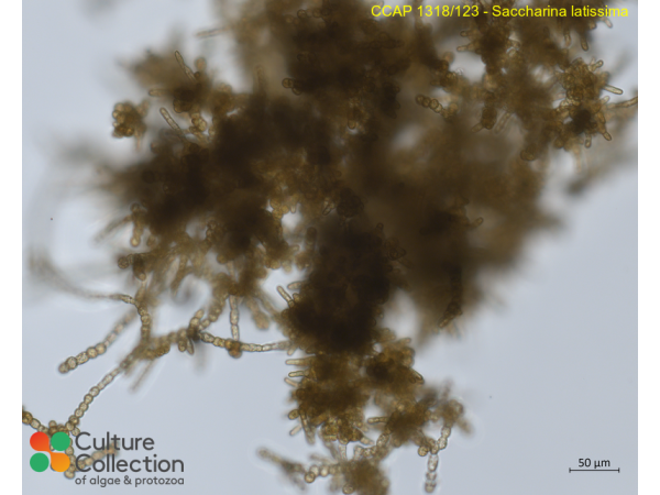 Saccharina latissima