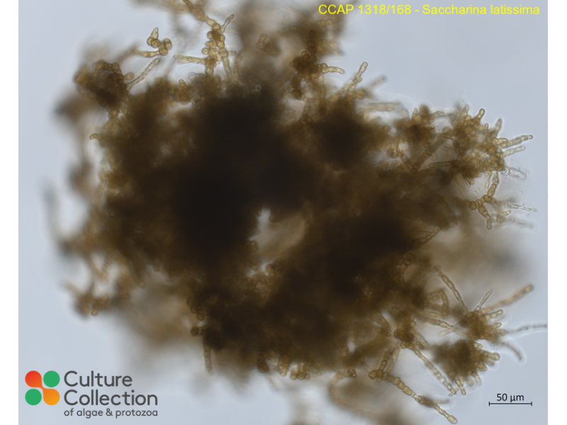 Saccharina latissima