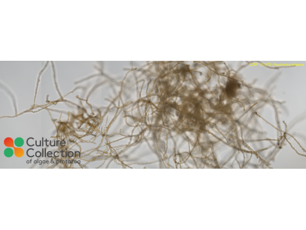 Saccharina latissima