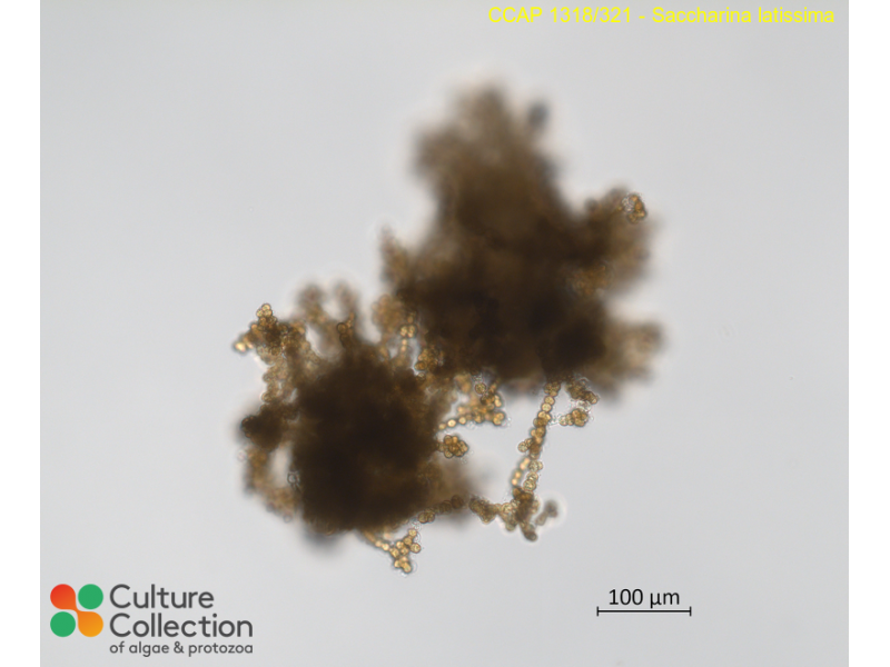 Saccharina latissima