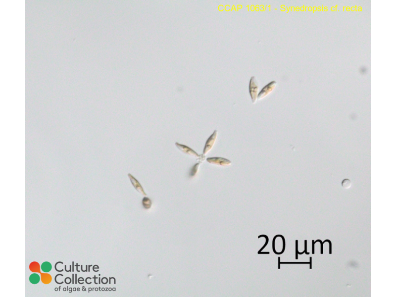 Synedropsis cf. recta