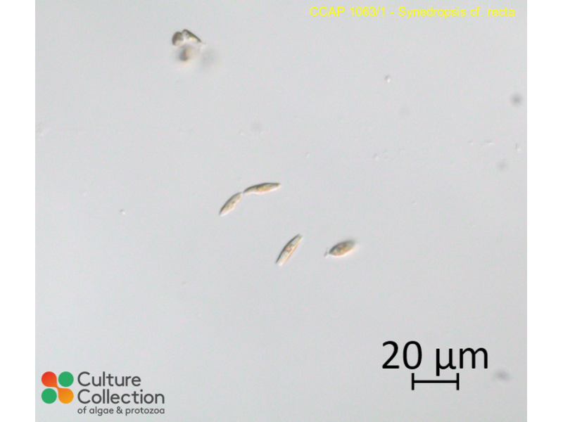 Synedropsis cf. recta