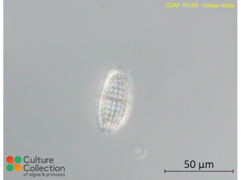 Coleps viridis