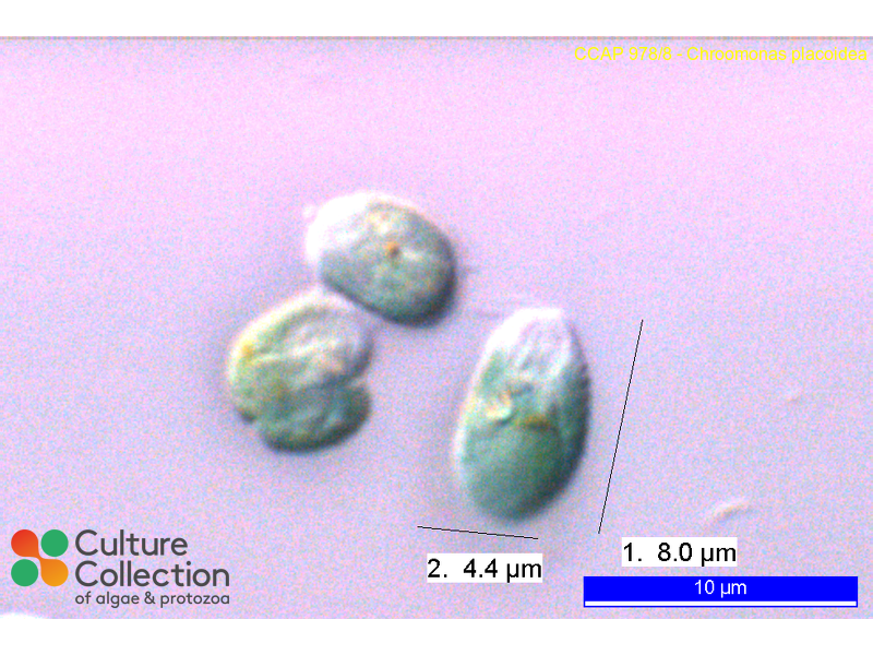 Chroomonas placoidea