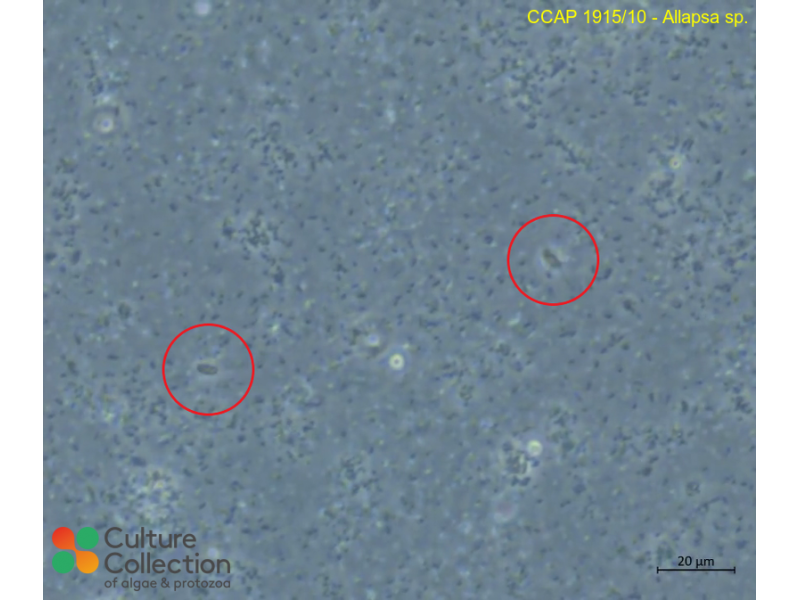 Allapsa sp.