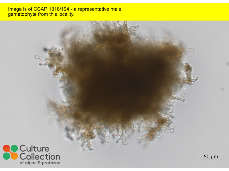 Saccharina latissima