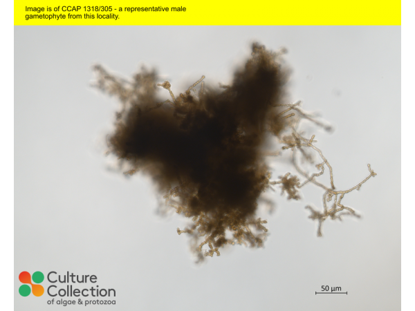 Saccharina latissima