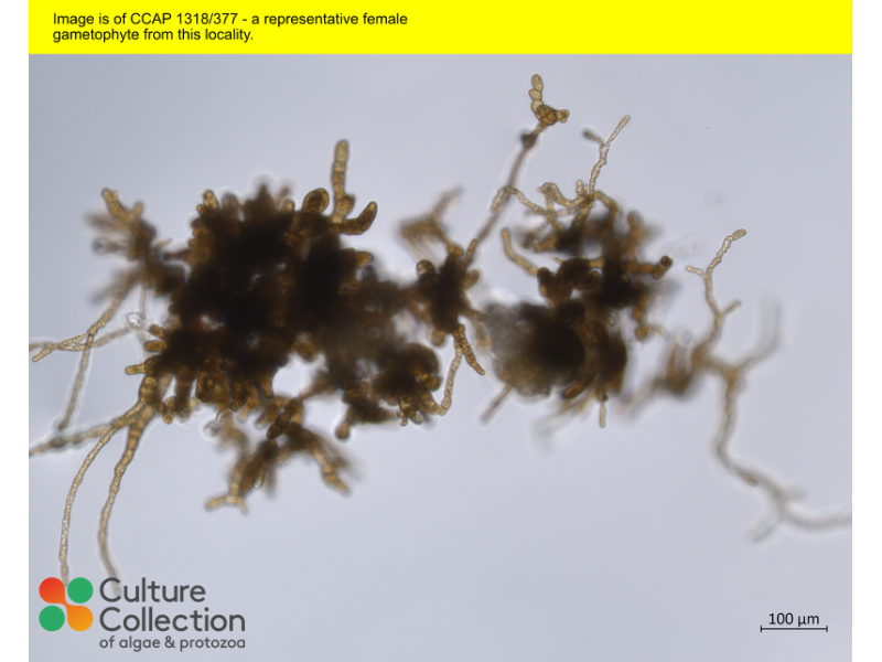 Saccharina latissima