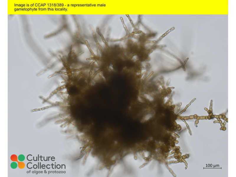 Saccharina latissima