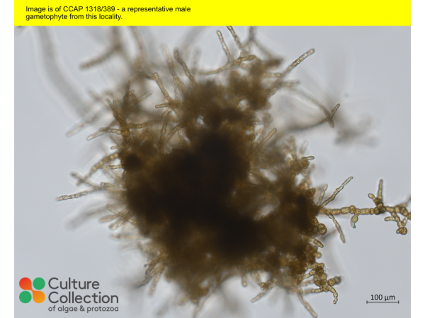 Saccharina latissima