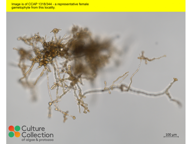 Saccharina latissima