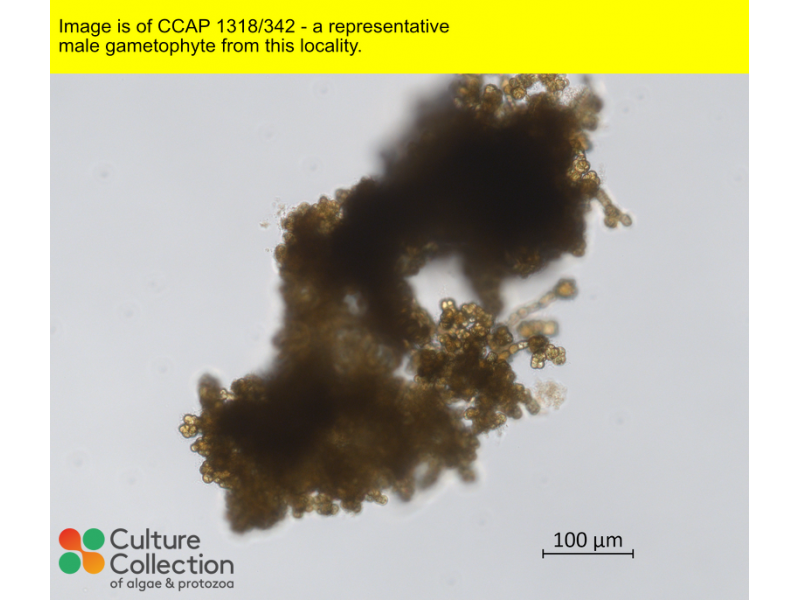 Saccharina latissima